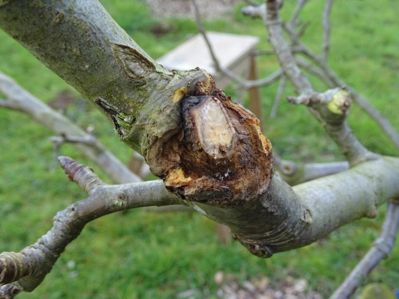 Le chancre - Avalou Plabenneg