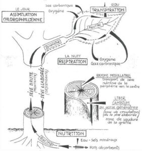 Les organes des arbres fruitiers - Avalou Plabenneg