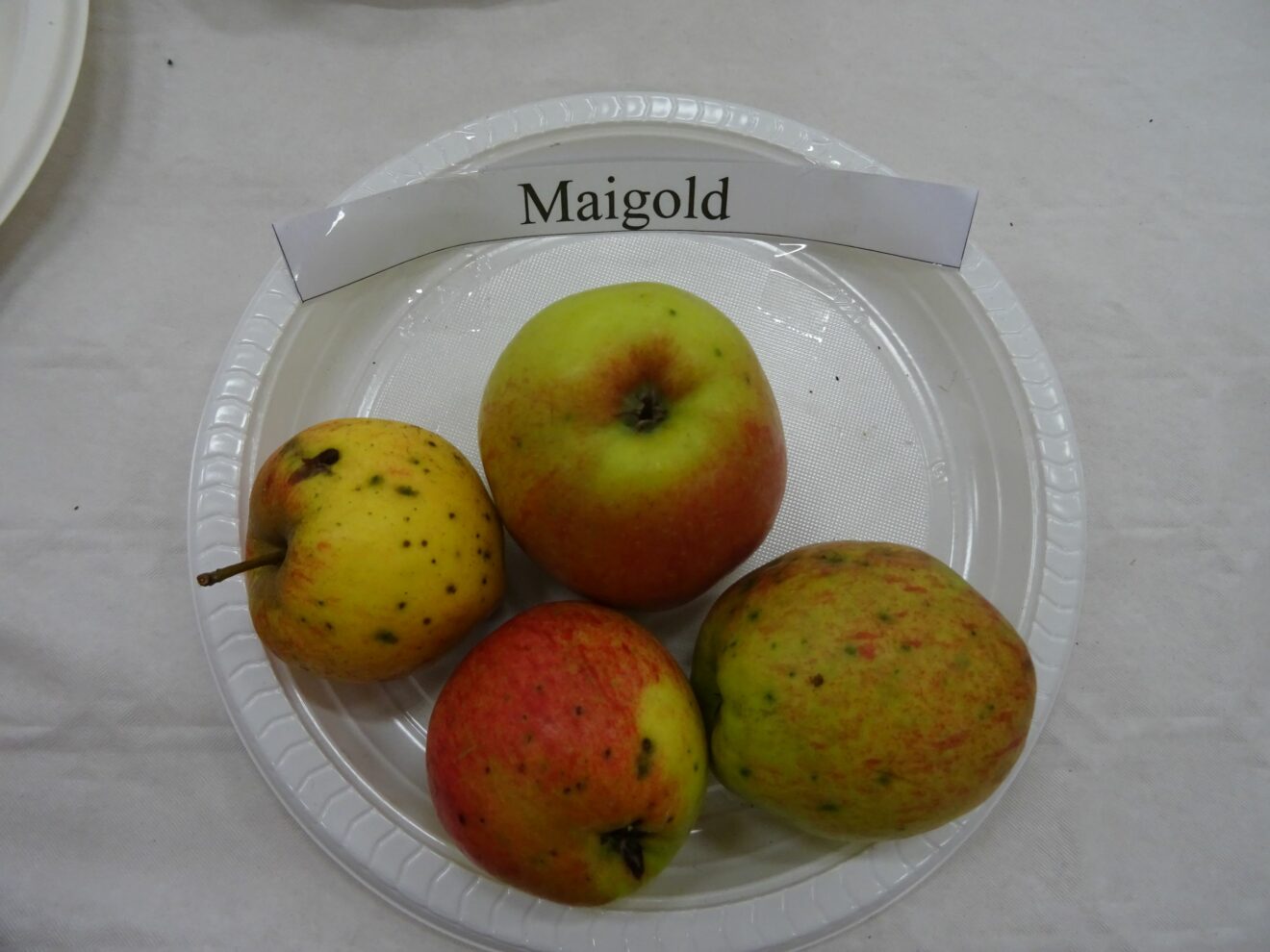 Maigold - Avalou Plabenneg