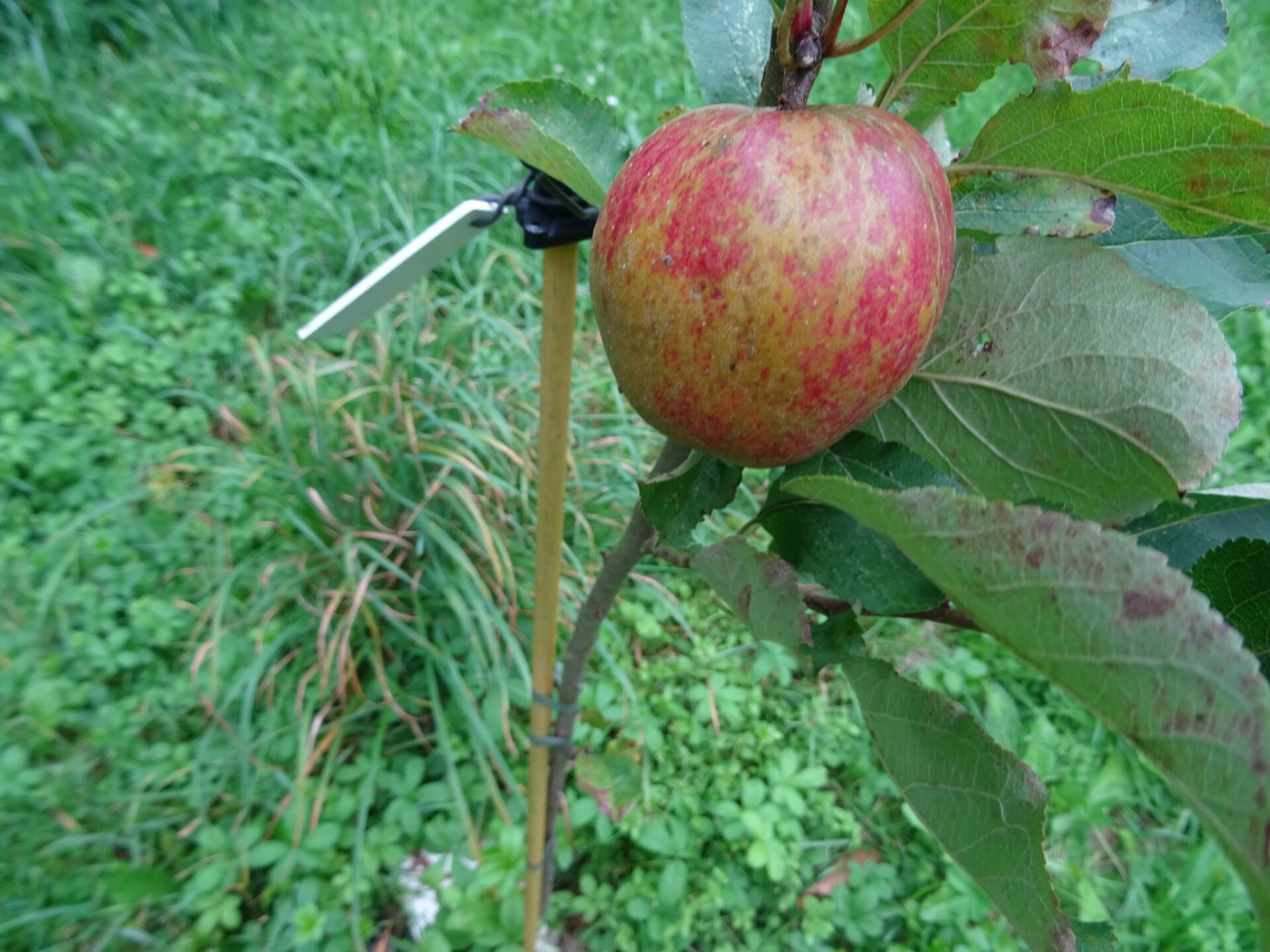 Bondon rouge - Avalou Plabenneg