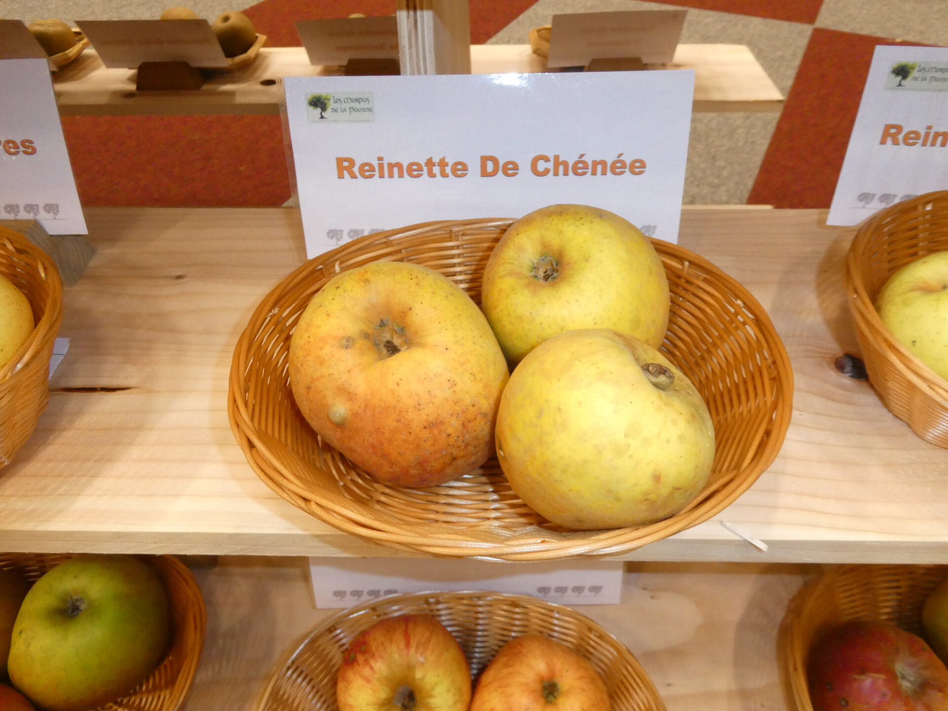 Reinette de Chênée - Avalou Plabenneg